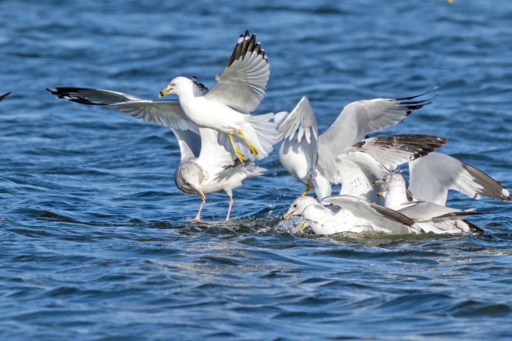 Ring-billed Gull from Capitol Beach, Lincoln, NE, USA on March 3, 2024 ...