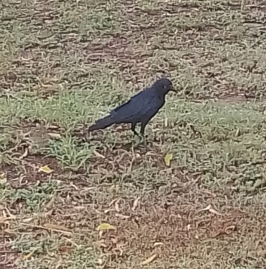 Torresian Crow in March 2024 by Byron Blake · iNaturalist