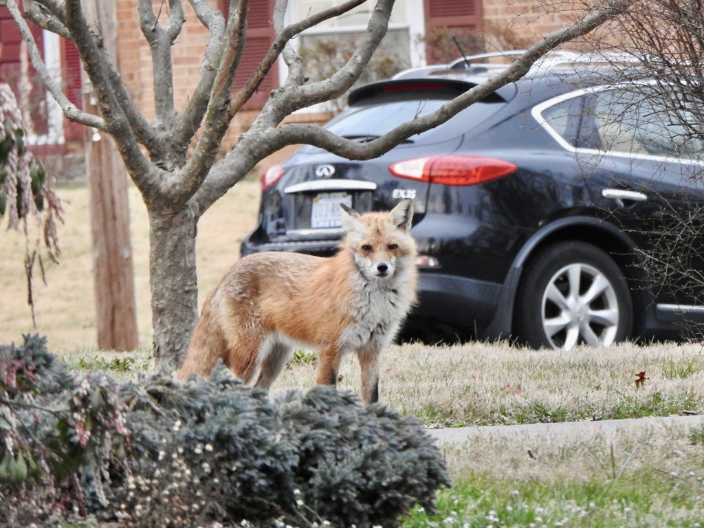 Eastern American Red Fox from Holt St, Vienna, VA, US on March 4, 2024 ...