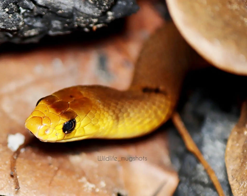 Northern Brown Snake from Kangaroo Flats Training Area by Sancho Mabuza ...