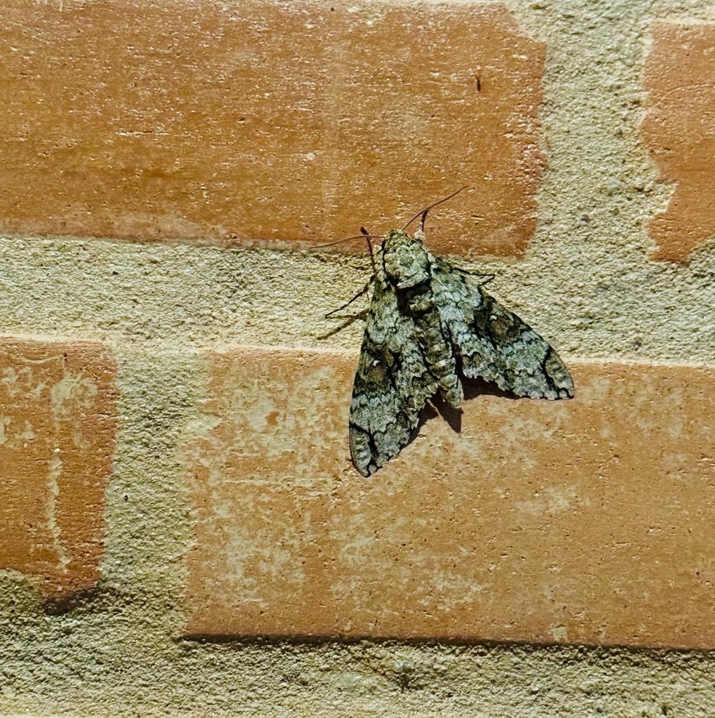 Manduca florestan from Paraisópolis, MG, BR on March 4, 2024 at 10:02 ...