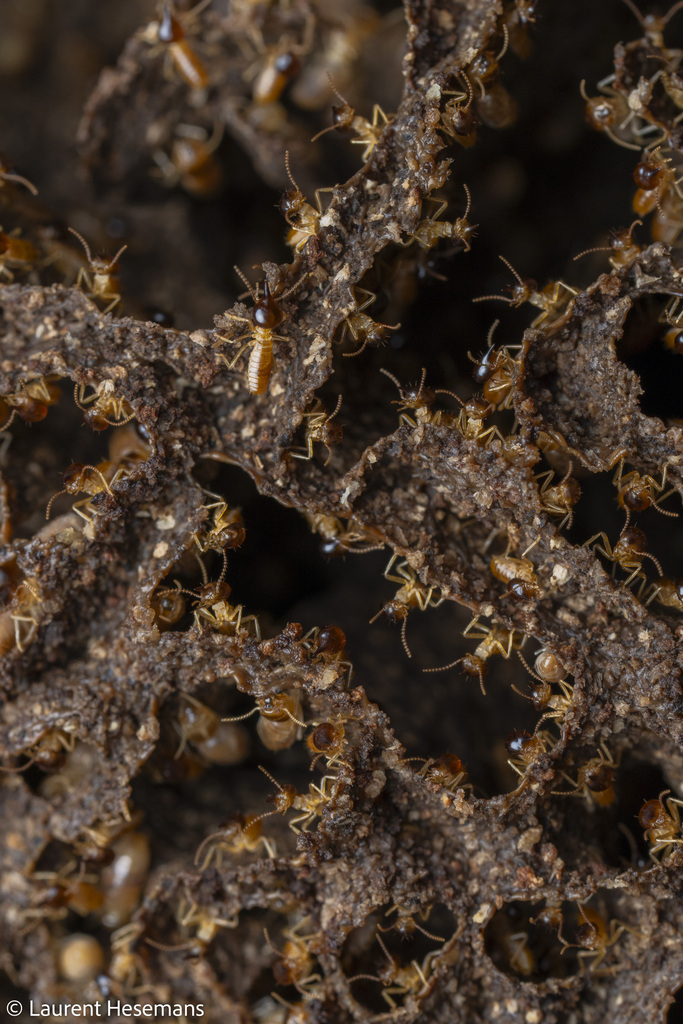 Conehead Termites from San José Province, Pérez Zeledón, Costa Rica on ...