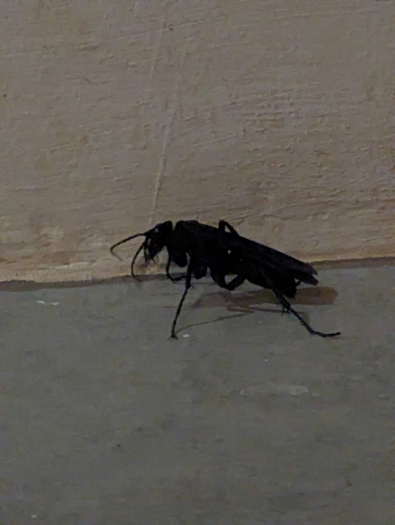 Mexican Tarantula-hawk Wasp from 85W5+88P, Provincia de Guanacaste ...