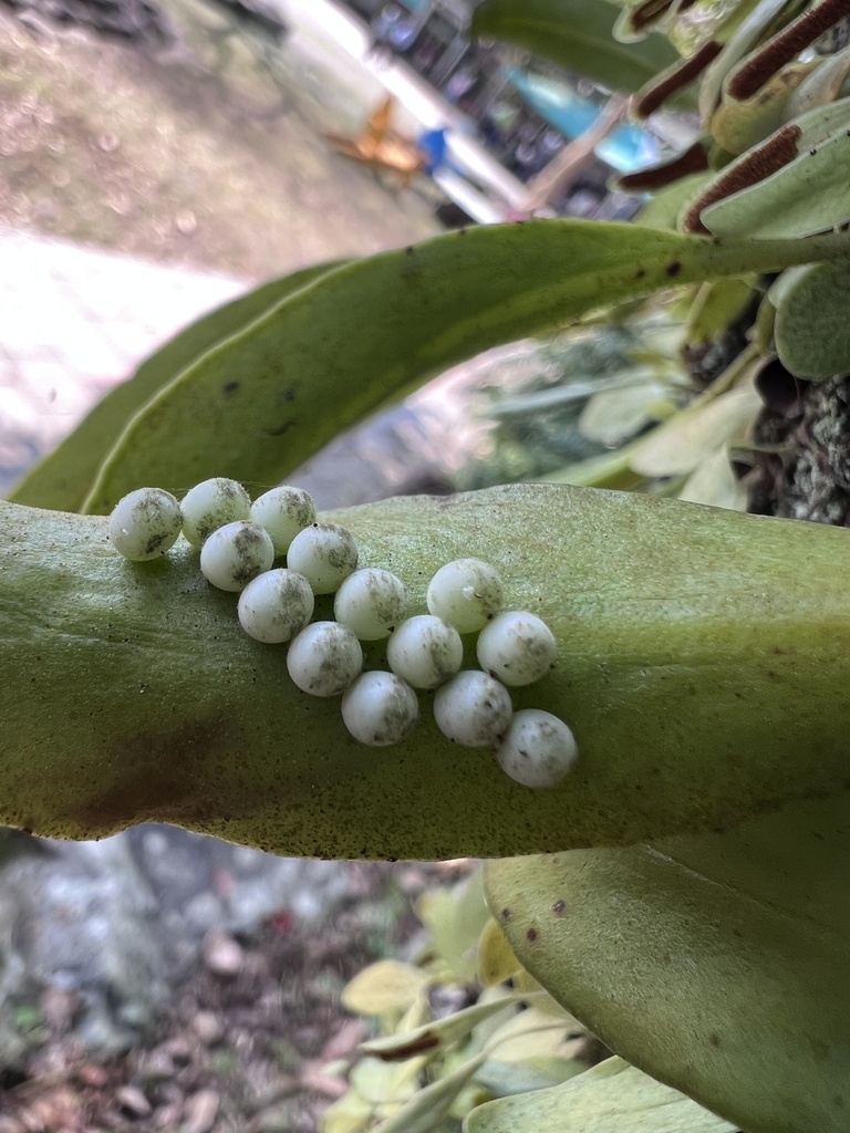 Lychee Stink Bug from 臺灣島, 頭城鎮, ILA, TW on March 5, 2024 at 10:30 AM by ...