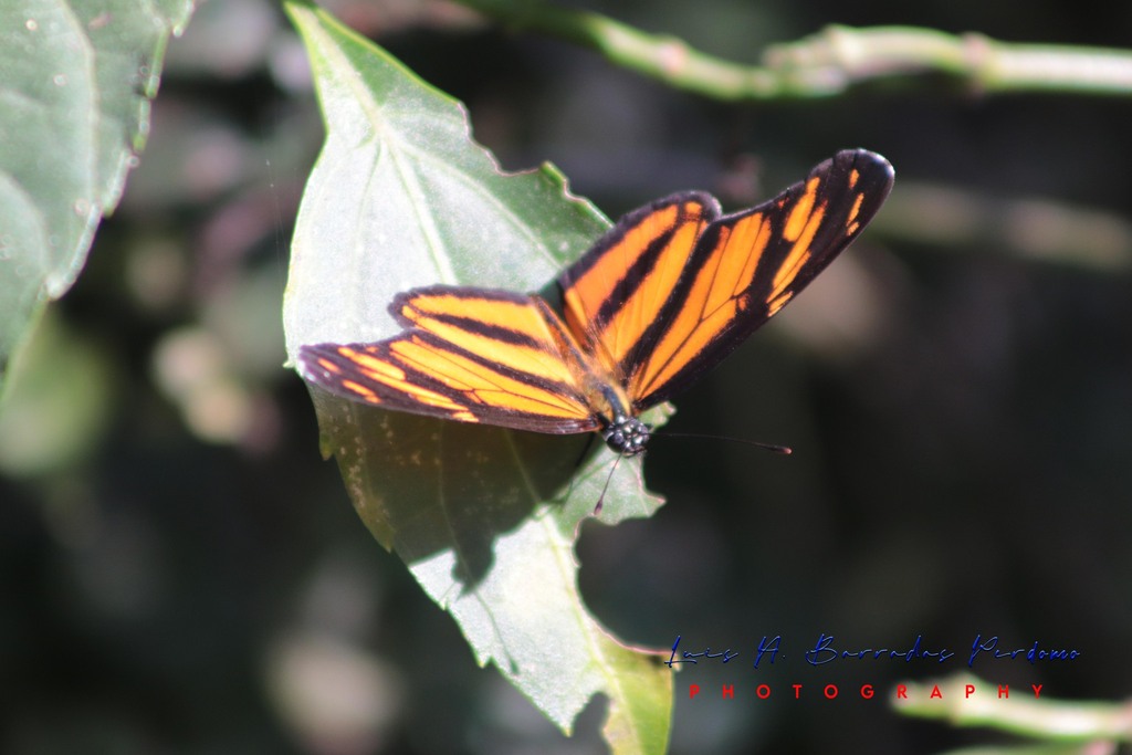 Longwing Crescent from Reserva Territorial, Col. Santa Bárbara, Ver ...
