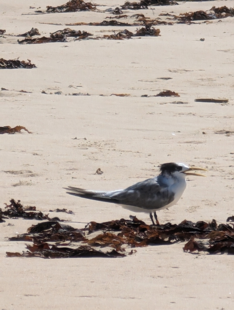 Great Crested Tern from Woonona NSW 2517, Australia on March 5, 2024 at ...