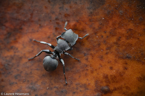 Basalis-group Turtle Ants (Cephalotes basalis)