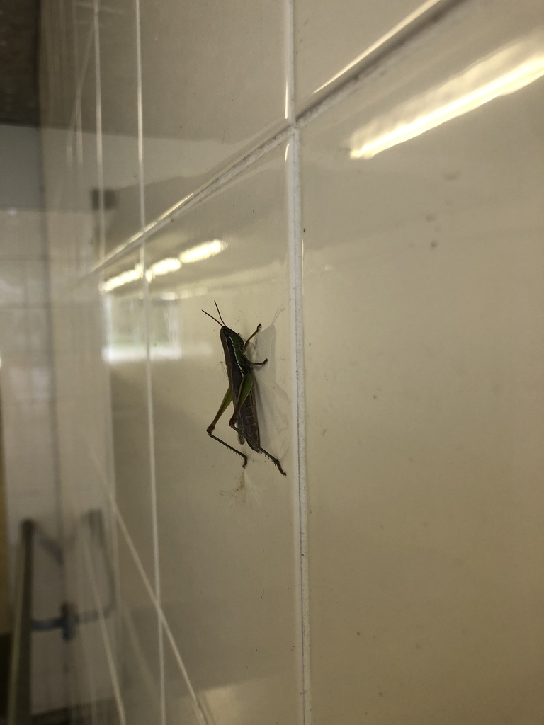 Rice Grasshoppers and Allies from Wongala Cr, Beecroft, NSW, AU on ...