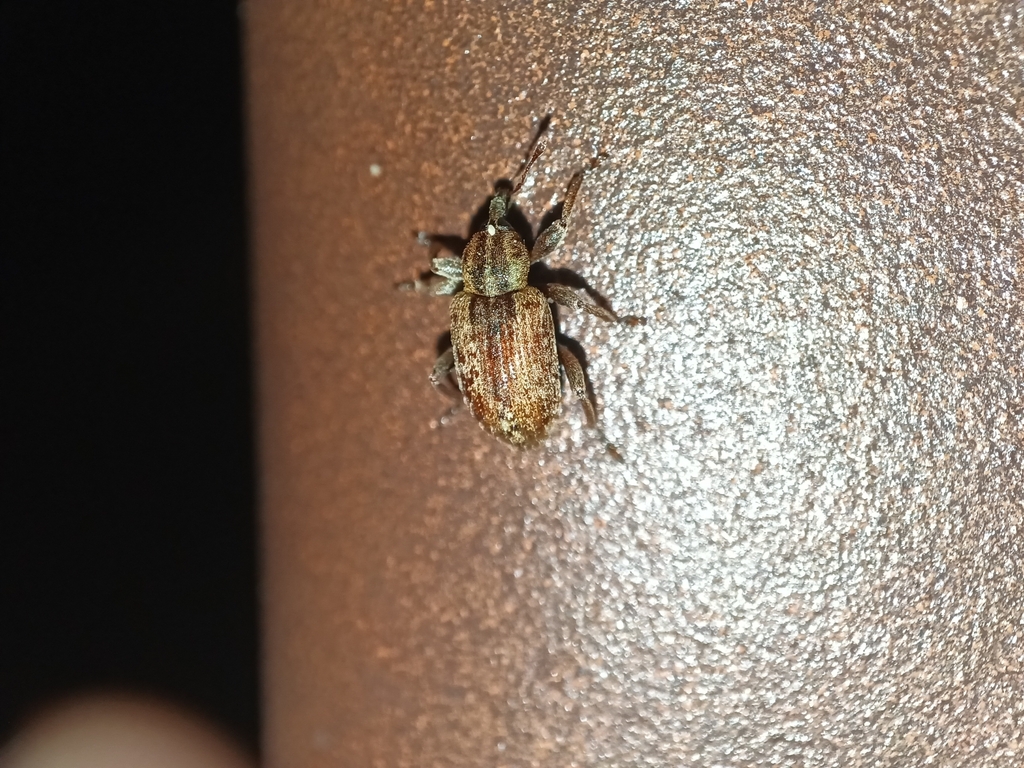 Alfalfa Weevil from Gros Chêne, 35700 Rennes, France on February 28 ...