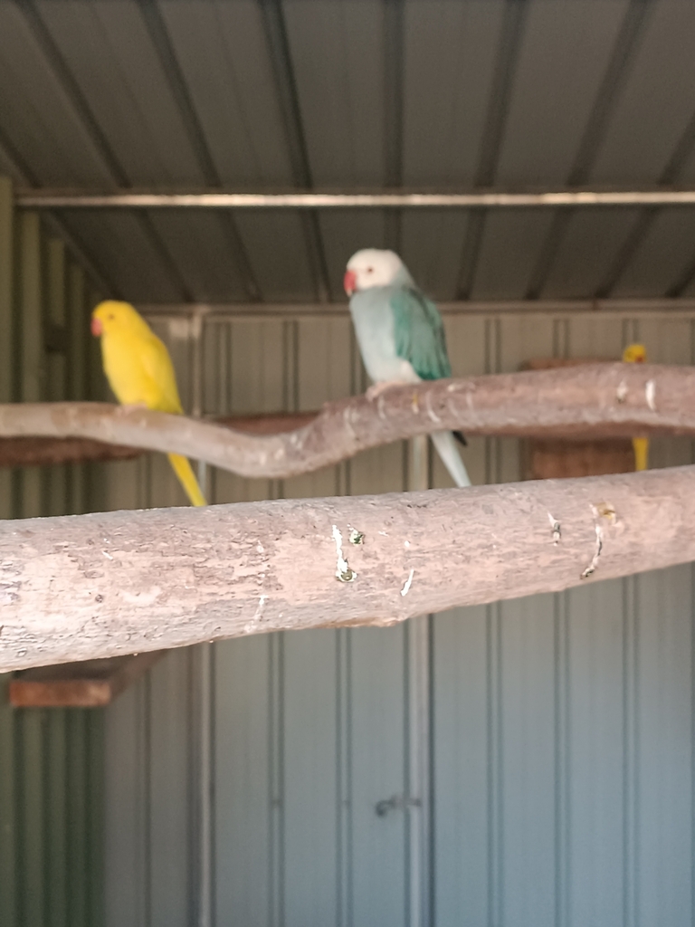 Rose-ringed Parakeet from Tasman, AU-TS, AU on March 4, 2024 at 06:20 ...