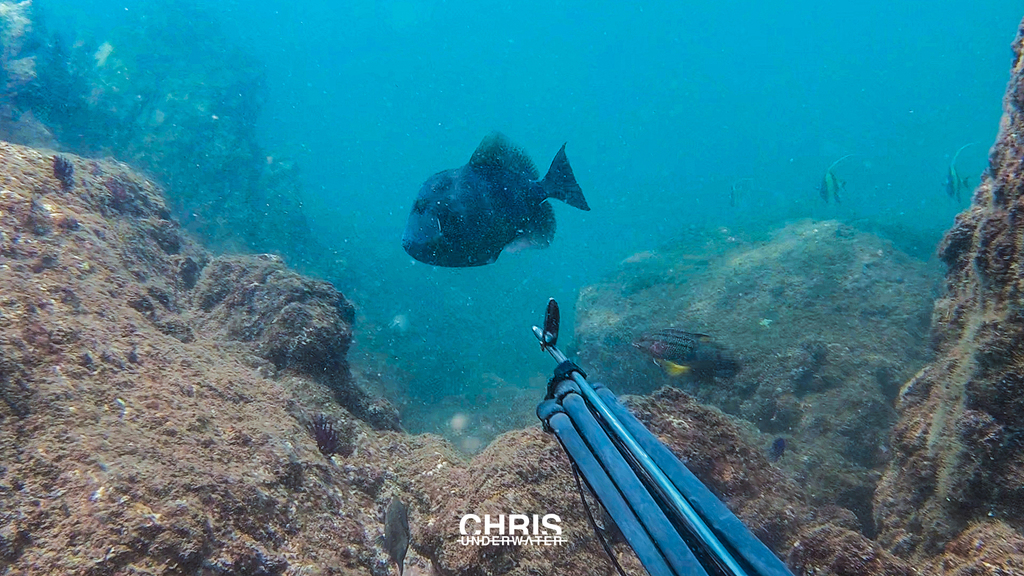 Stone Triggerfish from Mazatlán, MX-SI, MX on April 20, 2019 at 11:56 ...