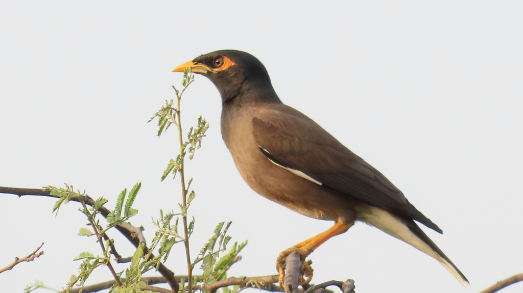 Common Myna from Bolarum, Secunderabad, Telangana, India on February 7 ...