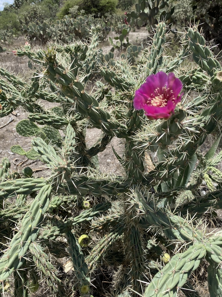 tree cholla from San Luis de la Paz, Gto., México on August 3, 2023 at ...