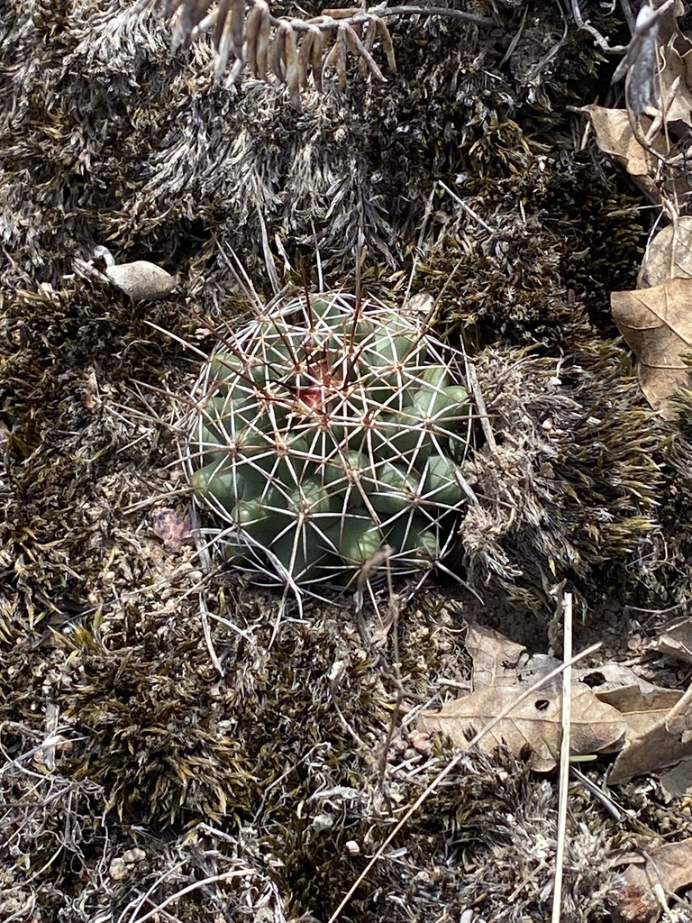 Coryphantha clavata clavata from Victoria, Gto., México on August 5 ...
