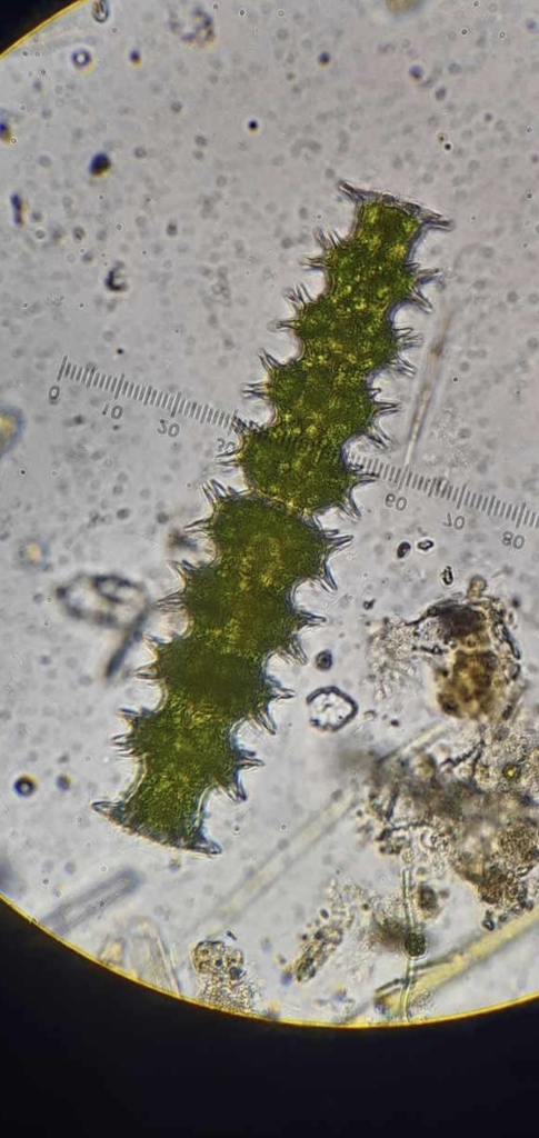 Pleurotaenium kayei on March 2, 2024 at 01:32 PM by Honza Ráček ...