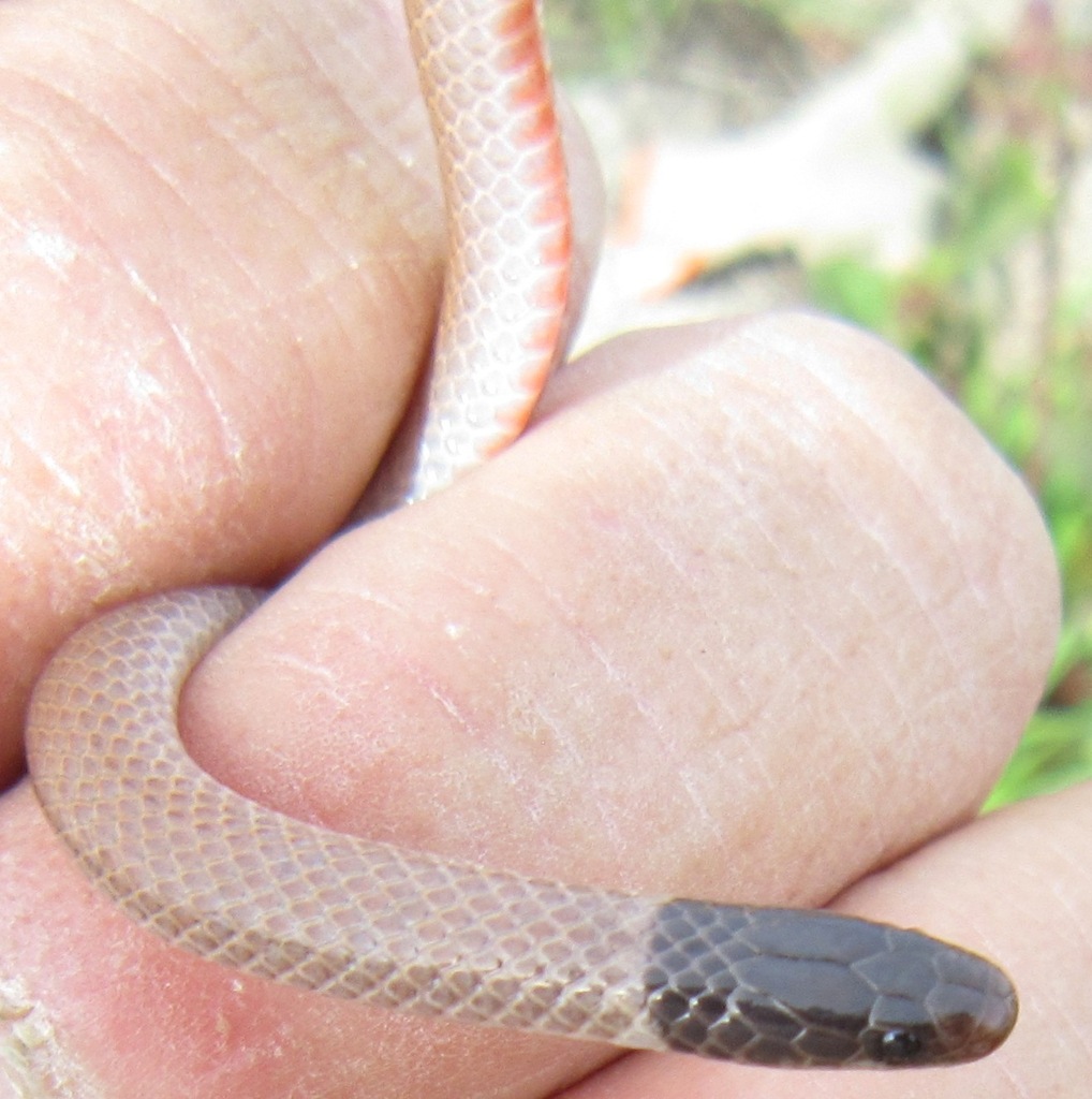 Western Black-headed Snake in March 2017 by Brian Hinds · iNaturalist