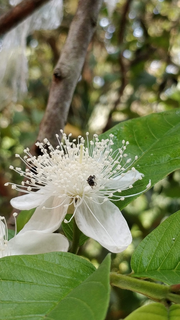 Common guava from 8WJ3+8XP, Chittar, Kerala 689663, India on November ...
