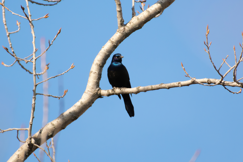 Common Grackle from Greene County, OH, USA on March 4, 2024 at 03:23 PM ...