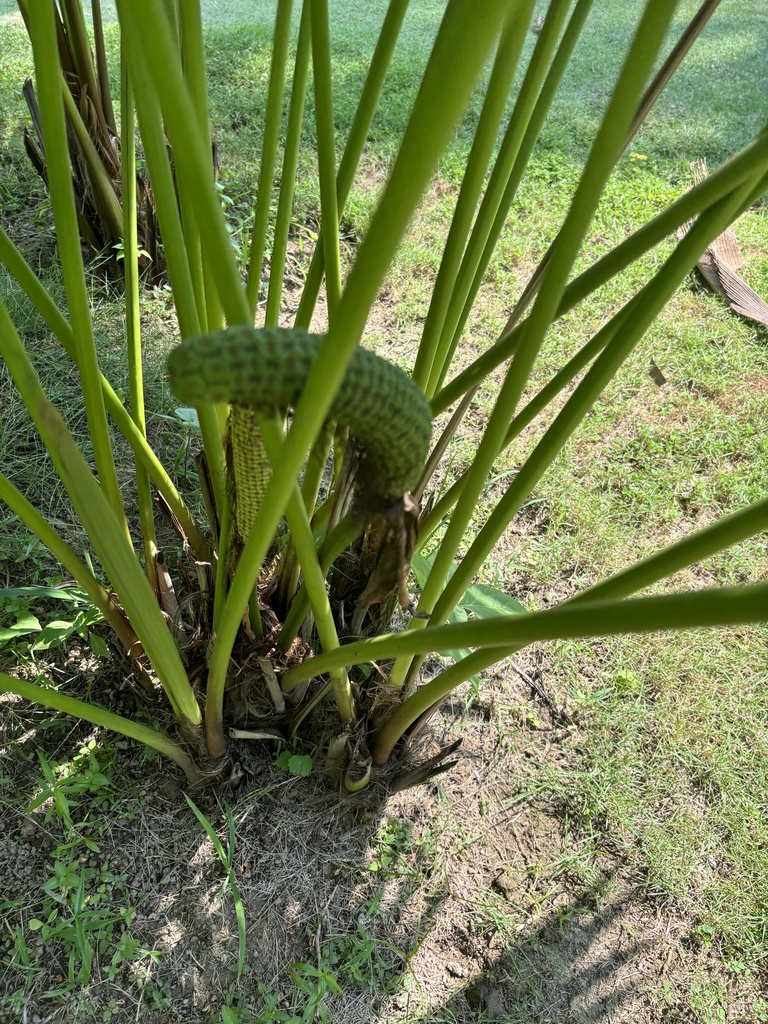 toquilla palm from Santa Marta (Dist. ESP. ), Santa Marta, Magdalena ...