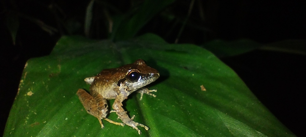 Cachabi Robber Frog from Pereira, Risaralda, Colombia on March 4, 2024 ...