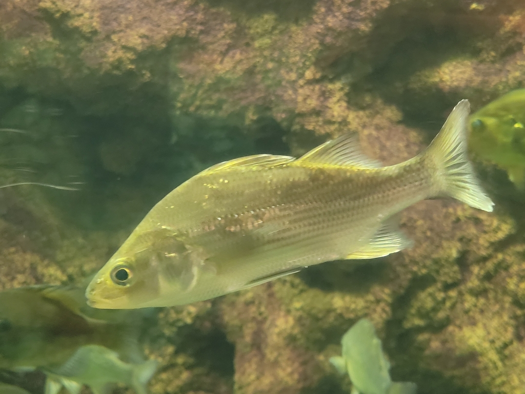 White Perch in March 2024 by Joshua Butz · iNaturalist