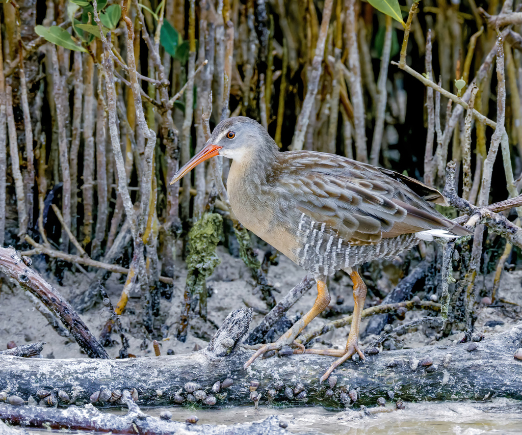 Clapper Rail in October 2021 by Daniel Garza Tobón · iNaturalist