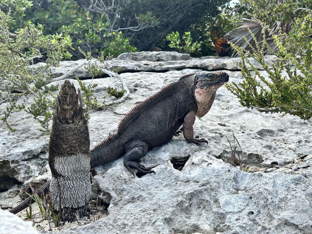 Exuma Island Iguana in March 2024 by Seanbetti · iNaturalist