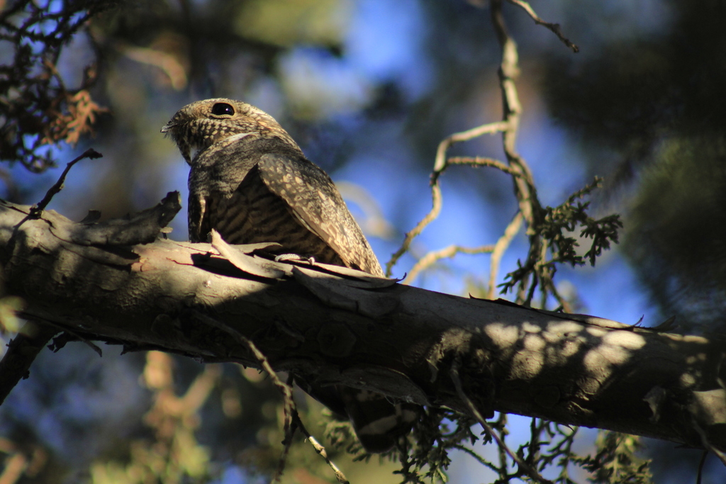 Lesser Nighthawk from Parque Nacional Cerro de la Estrella, Ciudad de ...