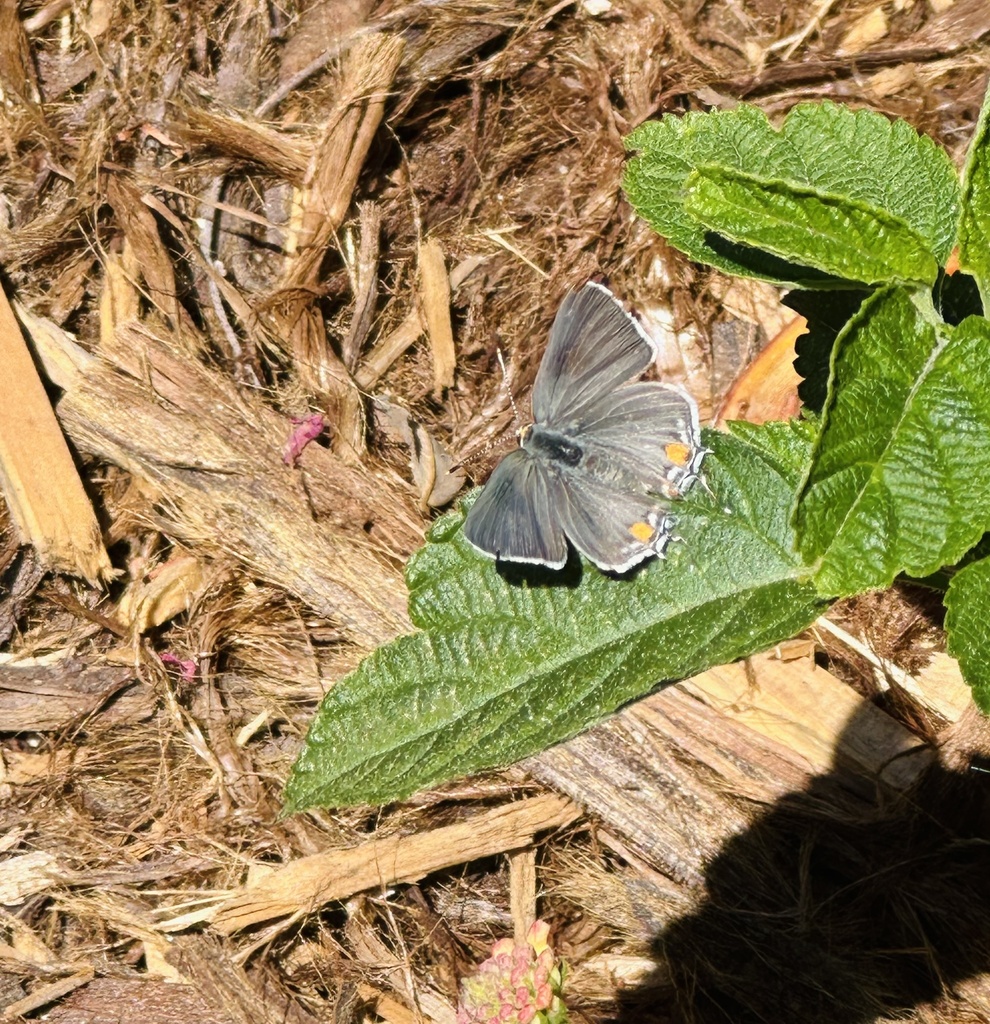 Gray Hairstreak from Alice Keck Park Memorial Garden, Santa Barbara, CA ...