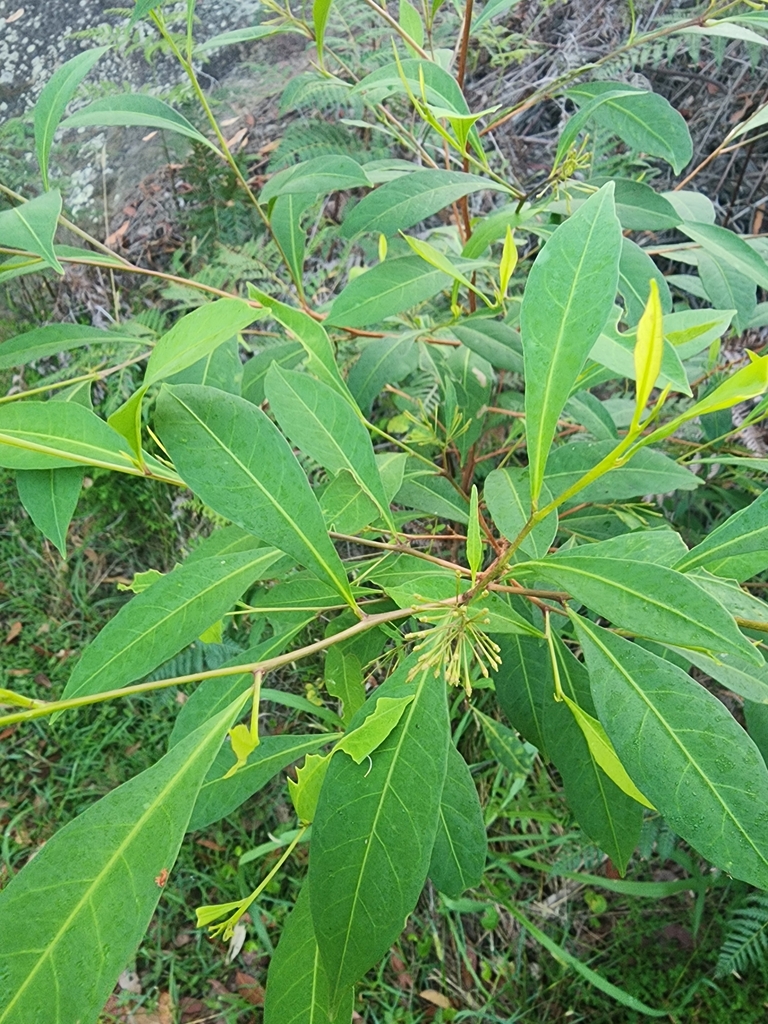Common Hop Bush from Manly Vale NSW 2093, Australia on March 6, 2024 at ...