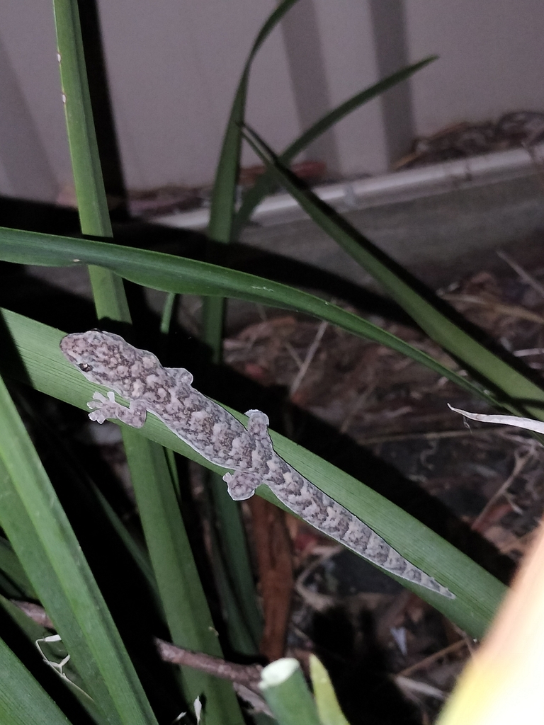 Southern Marbled Gecko in March 2024 by Leah Walsh · iNaturalist