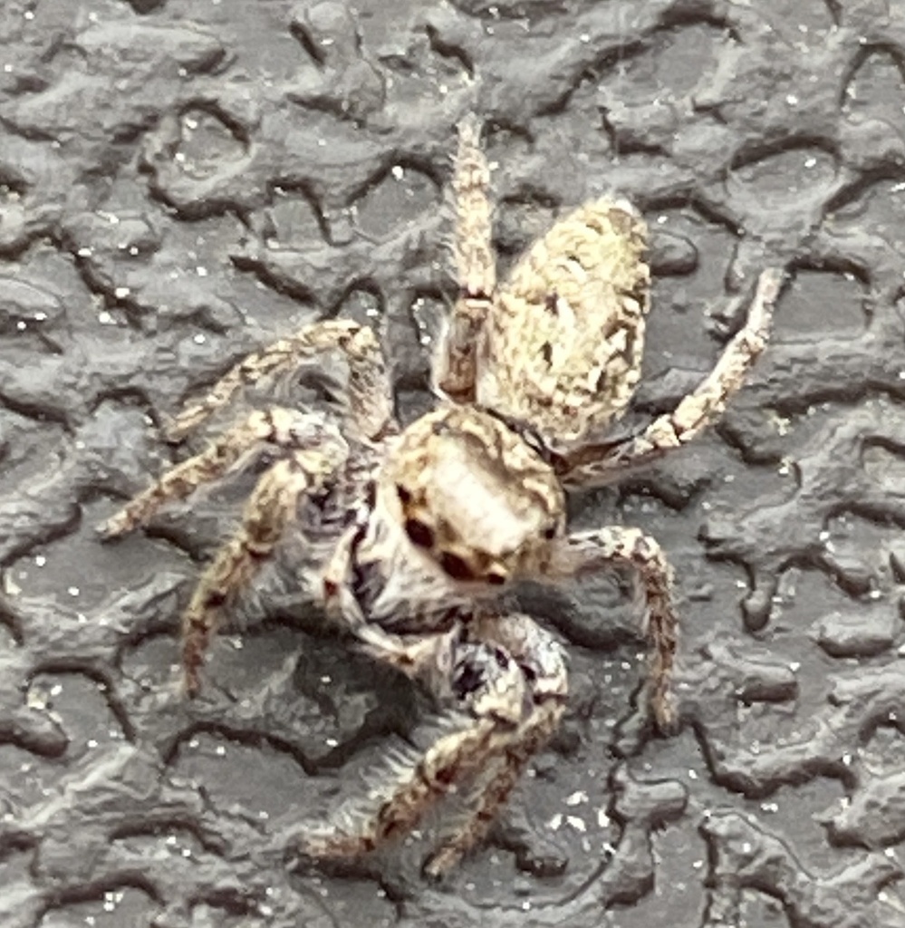 Bronze Jumping Spider from George Washington & Jefferson National ...