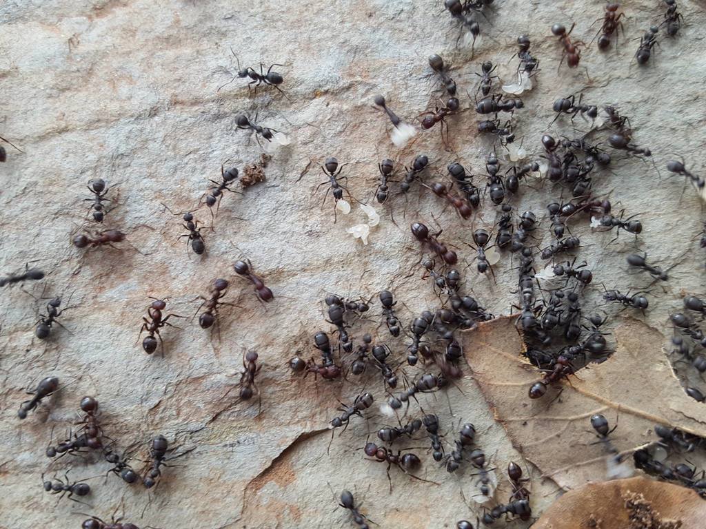 European Amazon Ant in June 2017 by Eduardo Sequeira. Polyergus workers ...
