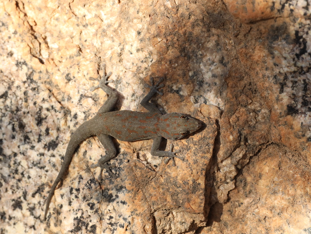 Boulton's Namib Day Gecko from Kunene Region, Namibia on November 29 ...