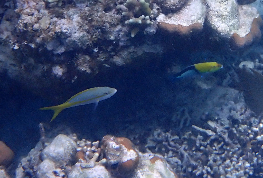 Yellowtail Snapper from Belize District, Belize on February 15, 2024 at ...
