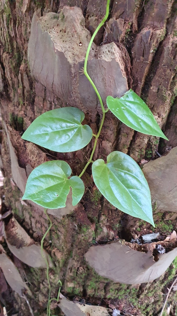 Australian Pepper Vine from Kiels Mountain QLD 4559, Australia on March ...