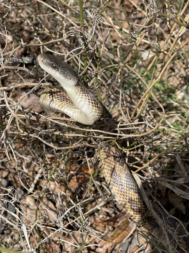 Western Ratsnake in March 2024 by Michael Demetriou. Texas rat snake ...