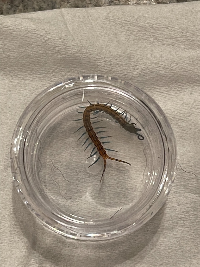 Pacific Giant Centipede from Hawaiʻi, Kalaoa, HI, US on March 5, 2024 ...