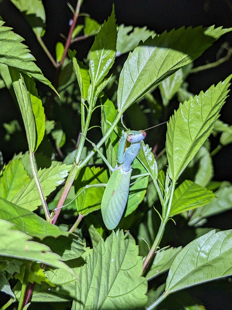 Giant Asian Mantises from Borneo, Kota Kinabalu, Sabah, MY on January ...