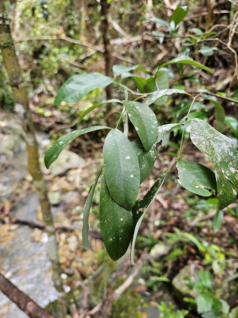 Guioa from Wongawallan QLD 4210, Australia on March 6, 2024 at 10:40 AM ...