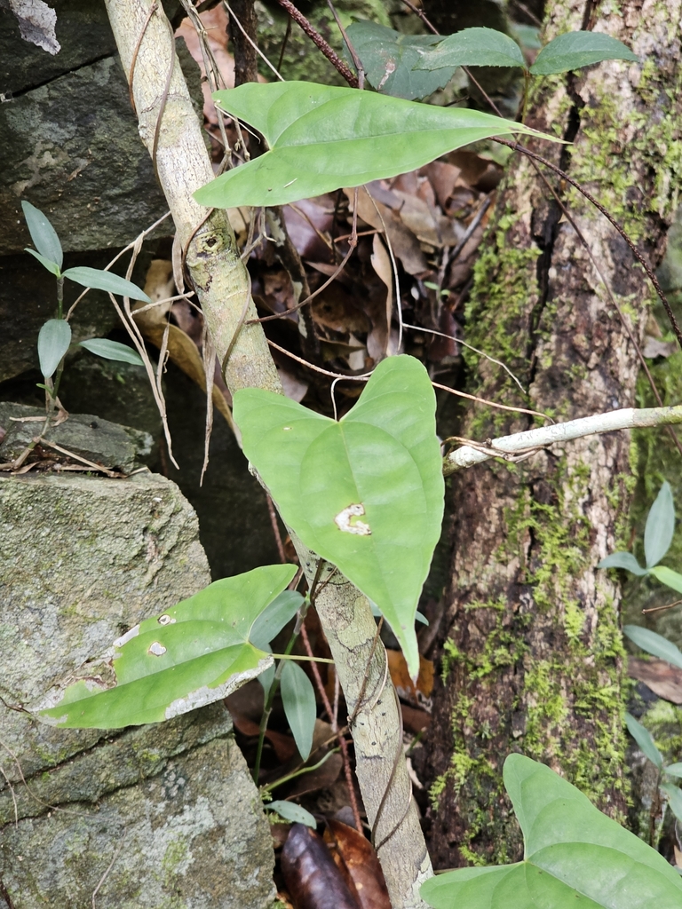Common Yam Vine from Wongawallan QLD 4210, Australia on March 6, 2024 at 10:42 AM by Luis Webber ...
