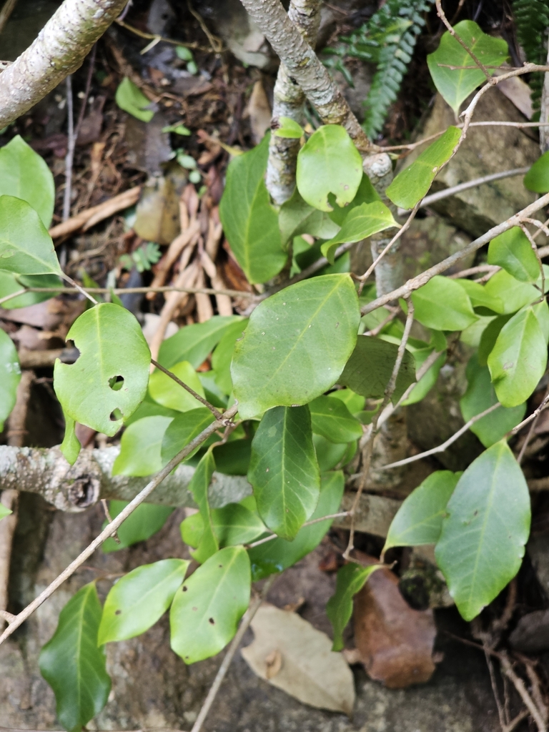Embelia from Wongawallan QLD 4210, Australia on March 6, 2024 at 11:02 ...