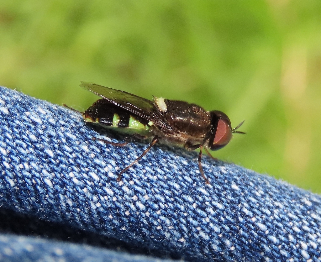 Odontomyia hunteri from Wallaga Lake NSW 2546, Australia on March 4 ...