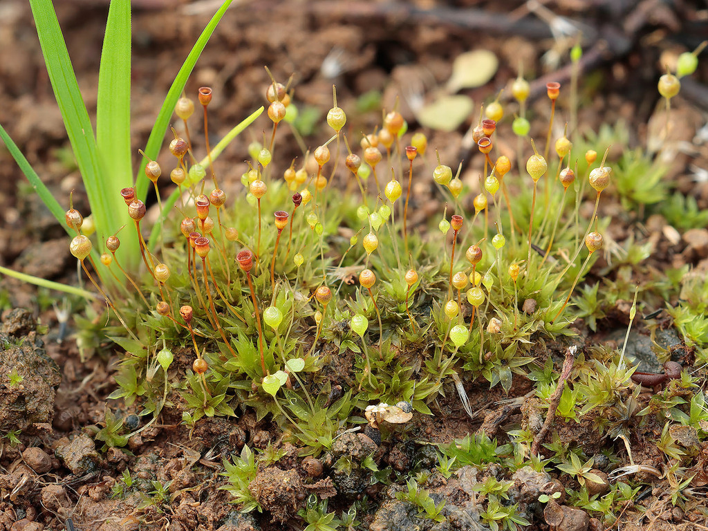 Physcomitrium japonicum from Onoaida, Yakushima, Kumage District ...