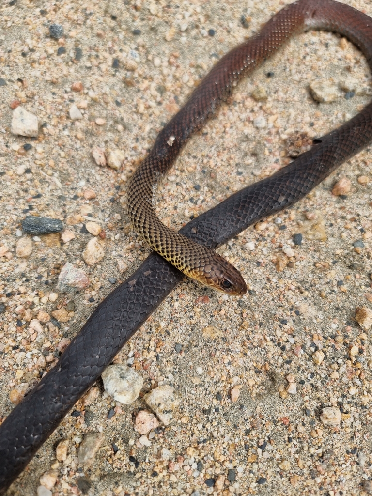 Lesser Black Whipsnake from Wunjunga QLD 4806, Australia on January 15 ...