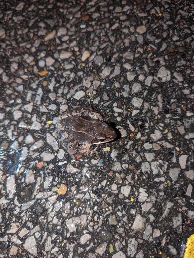 Wood Frog from Williamsburg Township, OH, USA on March 5, 2024 at 10:36 ...