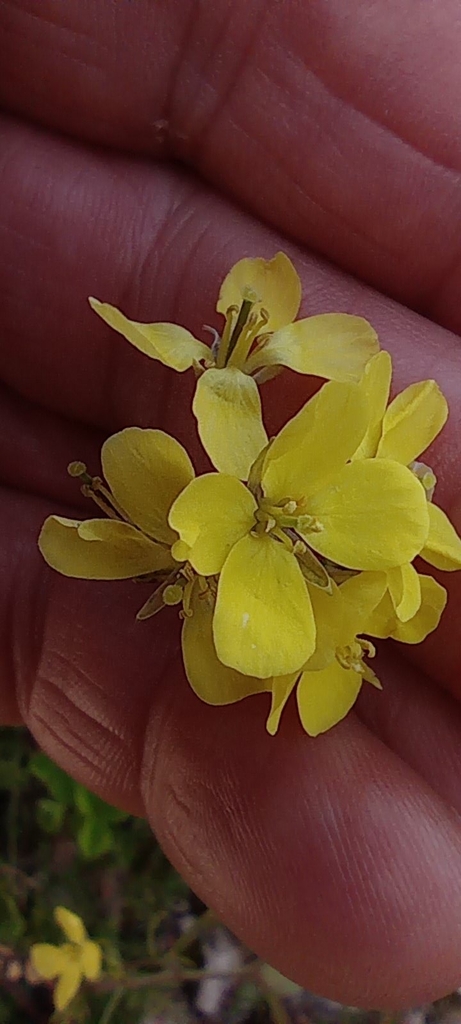 Diplotaxis catholica from São Bento, 2480, Portugal on March 6, 2024 at ...