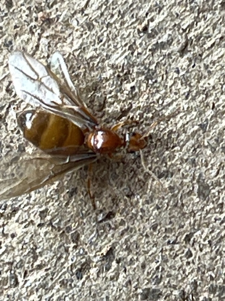 American Winter Ant from Deer Run, Rock Hill, SC, US on March 5, 2024 ...