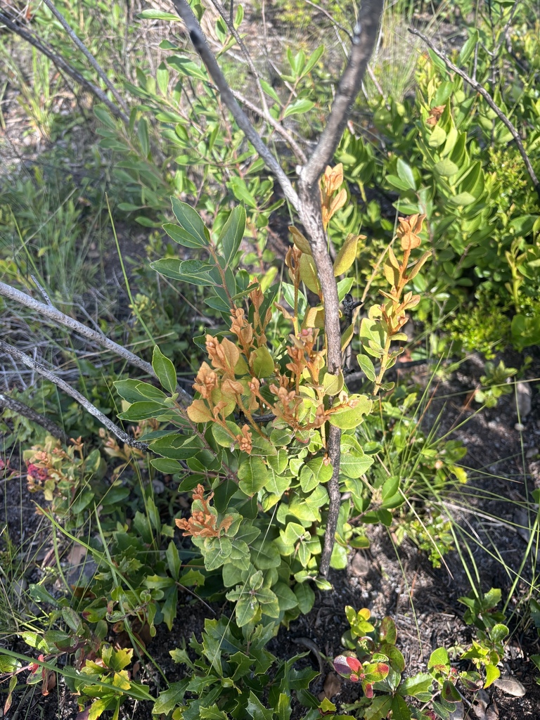 coastal plain staggerbush from Okeechobee, FL, US on March 1, 2024 at ...