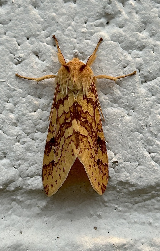 Spotted Tussock Moth from Marin Headlands, Sausalito, CA, US on March 6 ...